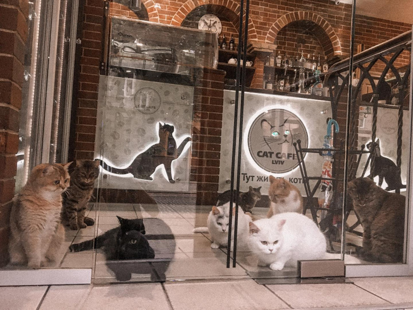 Cat Cafe | lviv.travel
